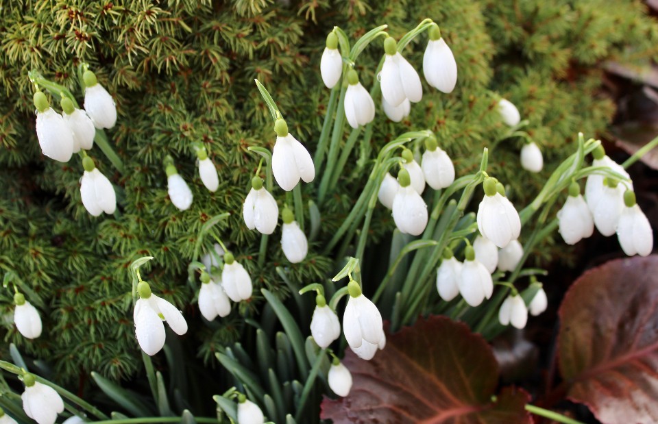 Snowdrops | The Garden Gate is Open
